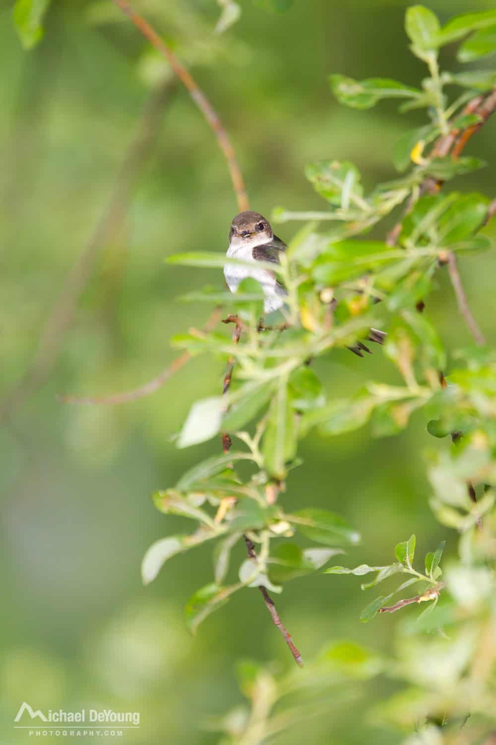 Alaska Rivers Company Swallows Bird Watching – Alaska Rivers Company